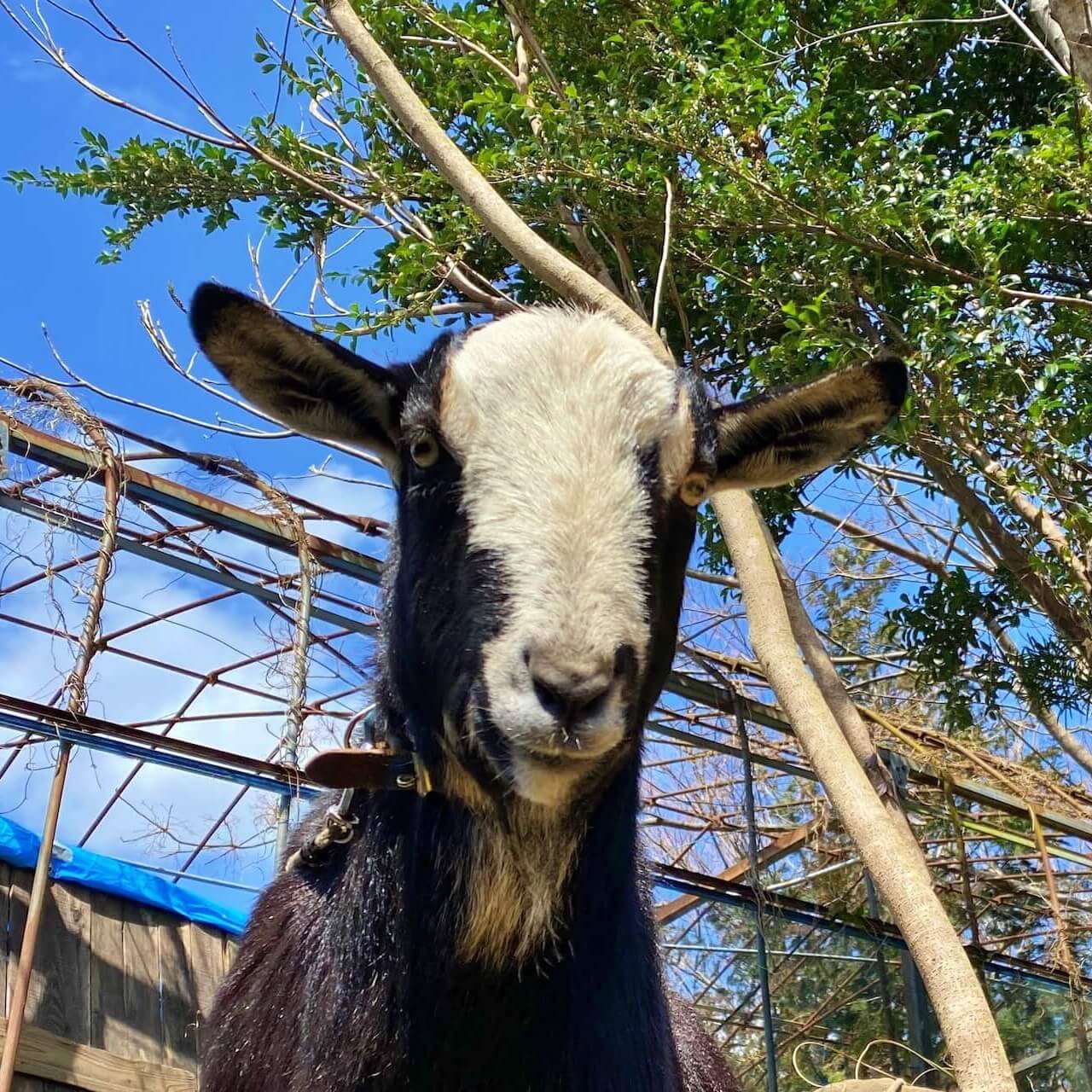 Get Your Goat in Yugawara, Kanagawa - Akiya & Inaka